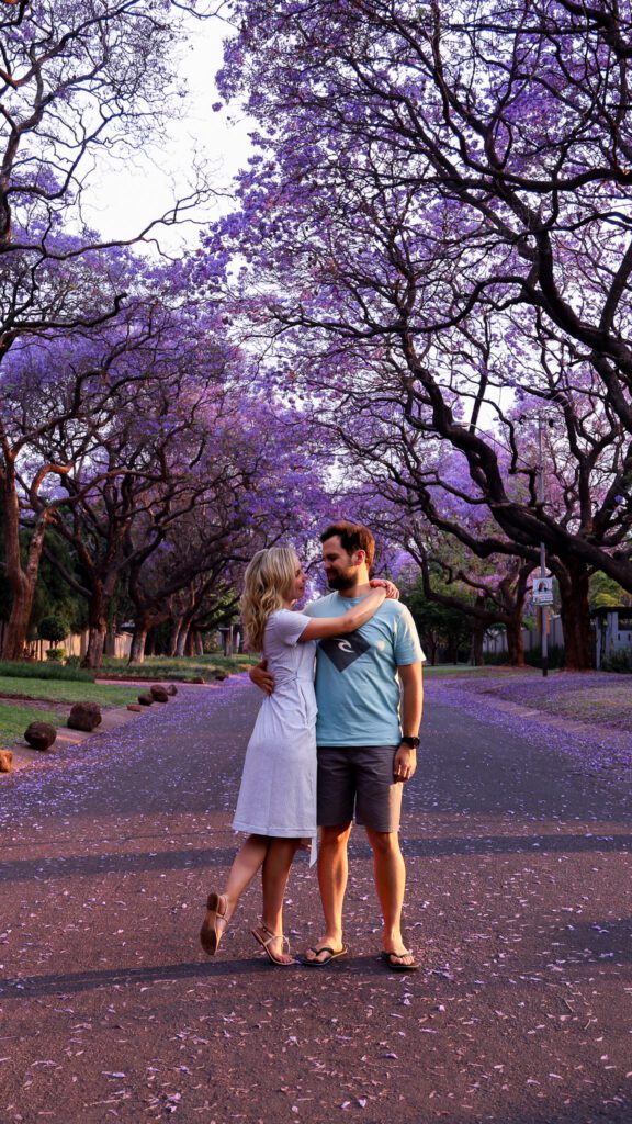 Jacaranda Season in Gauteng | When and Where to see it?